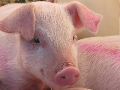 About Us - Blacks of Bacton